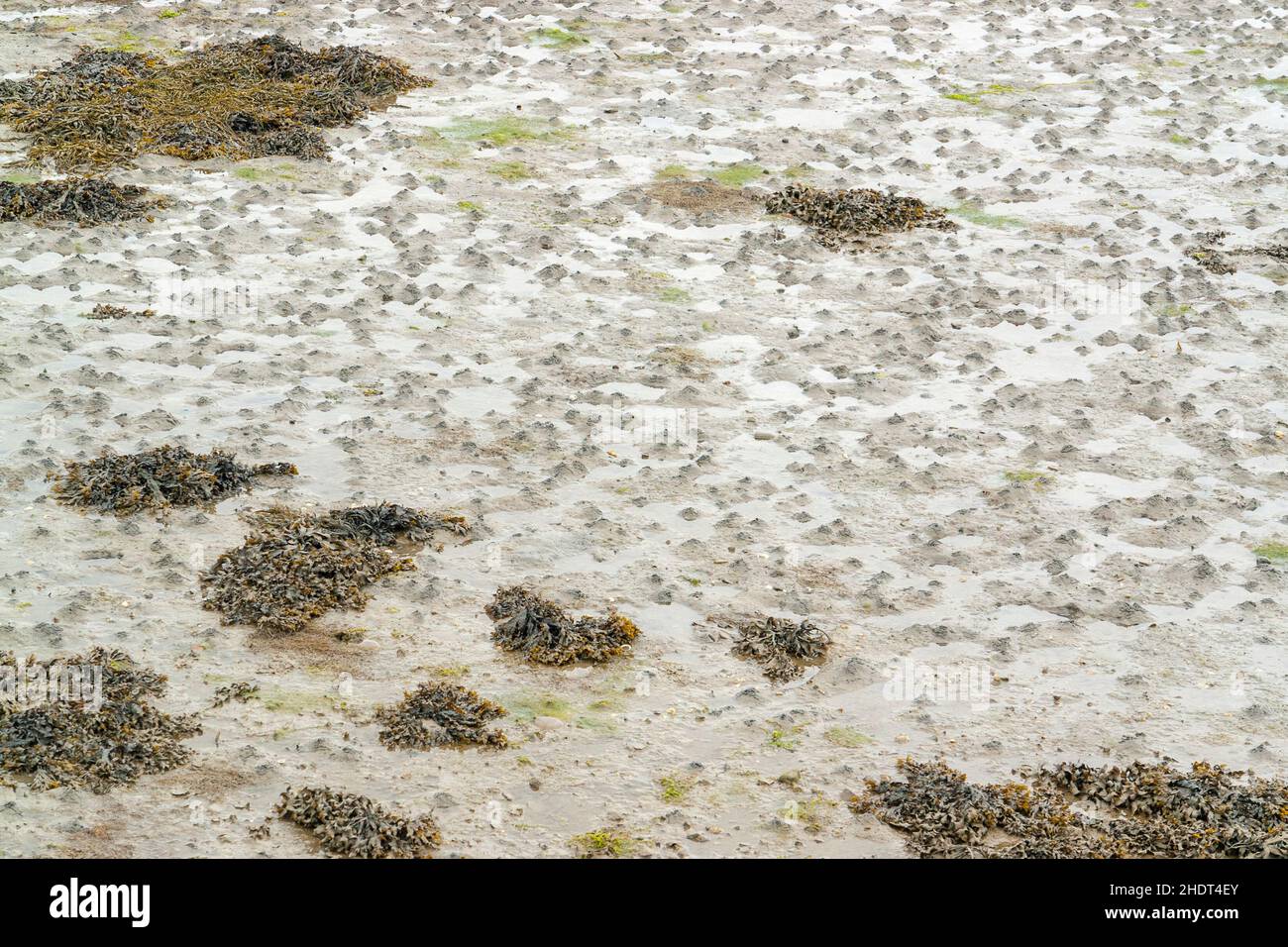 beach, algae, low tide, silt, beaches, seaside, algaes, low tides ...