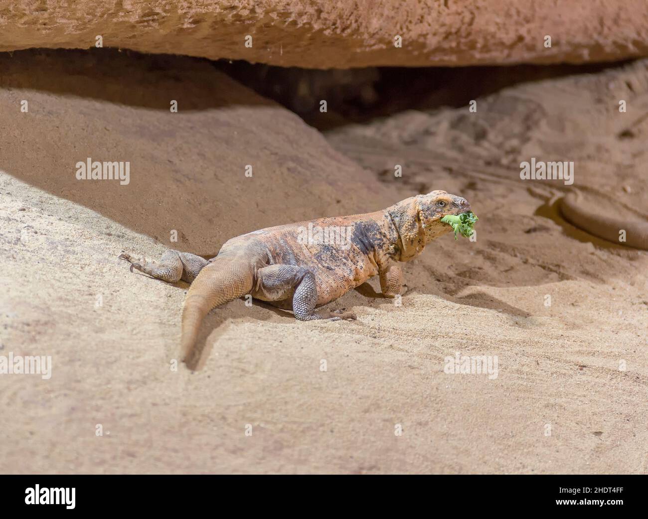 Chuckwalla lizards hi-res stock photography and images - Alamy