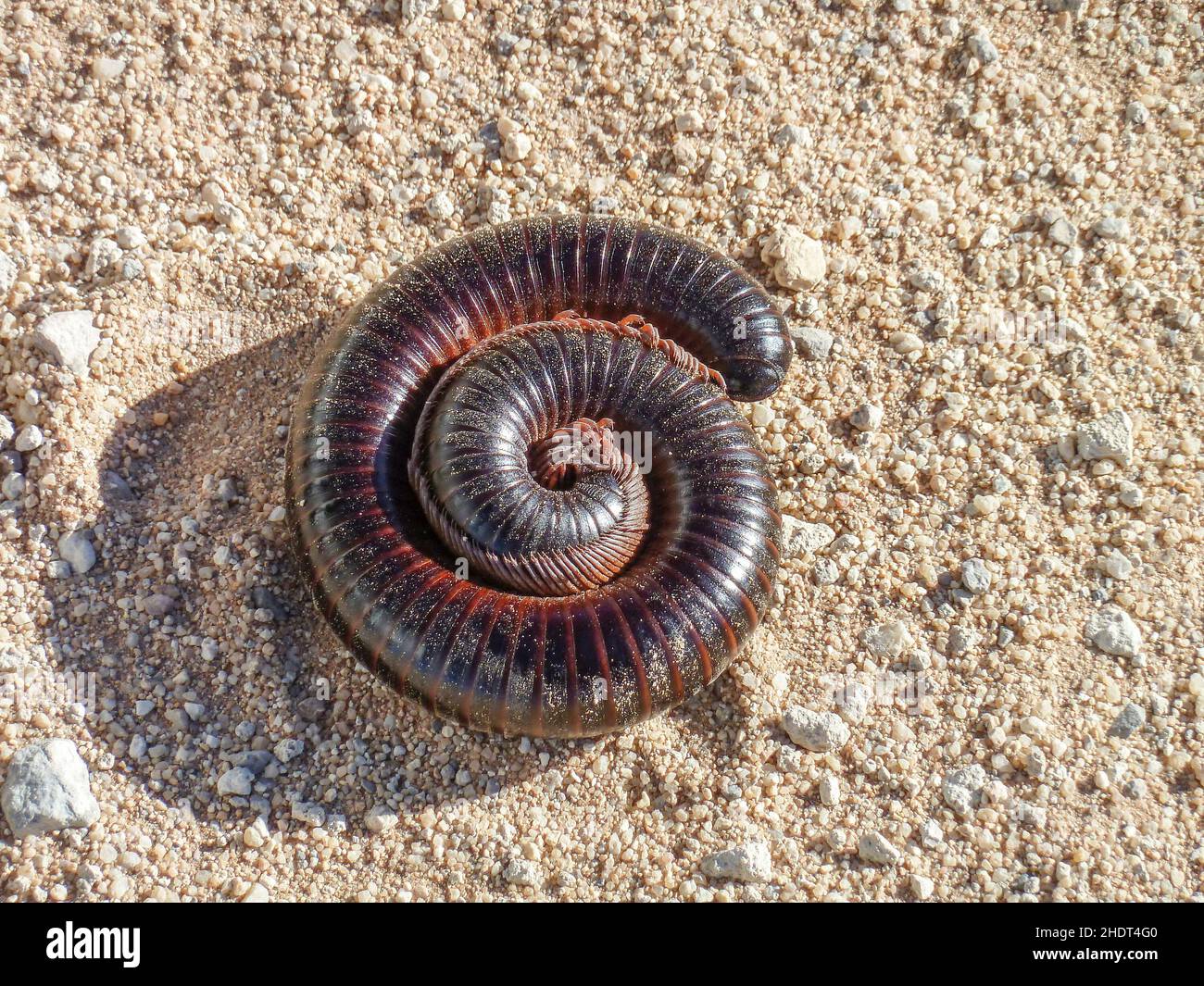 african giant black millipede Stock Photo - Alamy