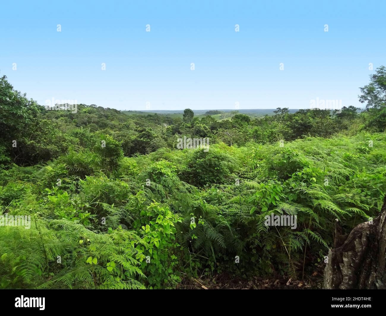 forest-jungle-rainforest-forests-wood-woodland-woods-rainforests