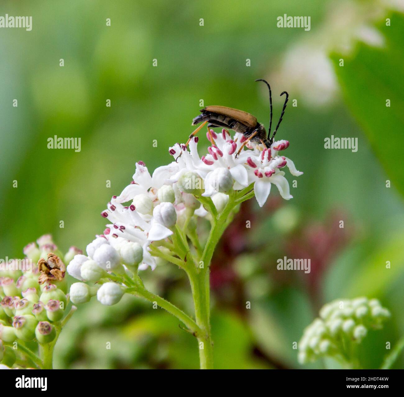 longhorn beetles, longhorn beetle Stock Photo - Alamy