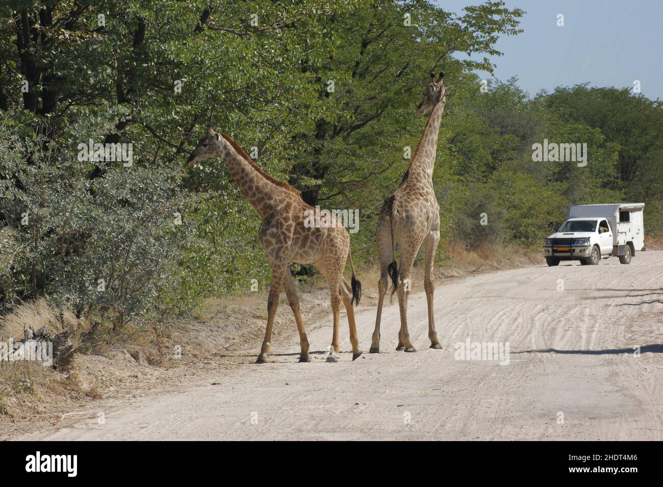 Giraffe and cars hi-res stock photography and images - Alamy