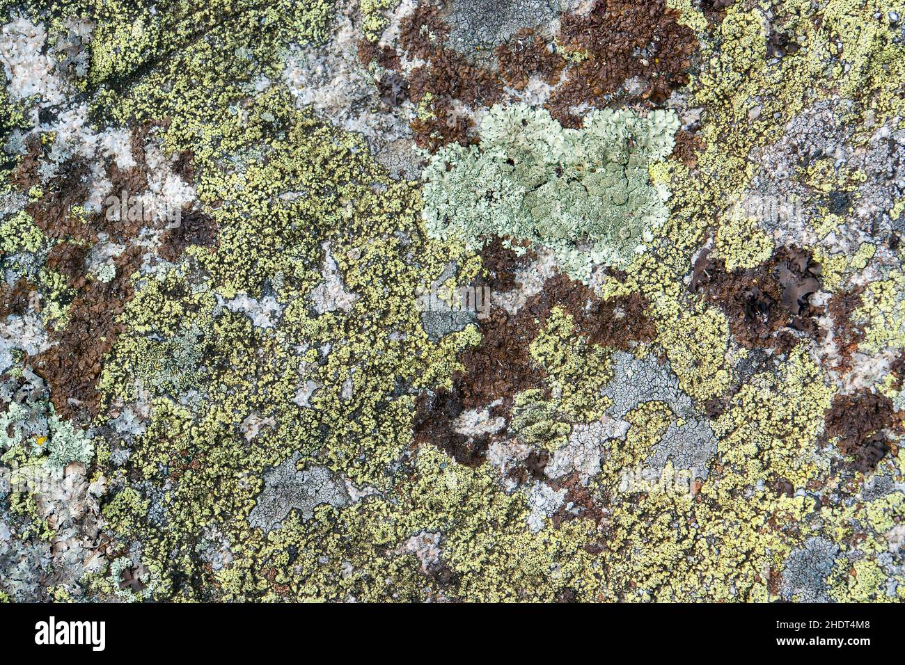 Moss structures hi-res stock photography and images - Alamy
