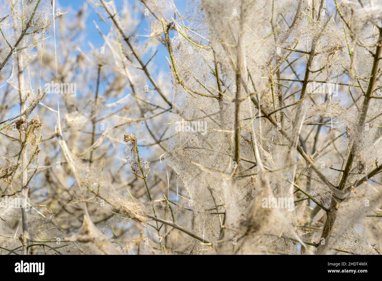 ermine moth, spider web, ermine moths, spider webs Stock Photo - Alamy