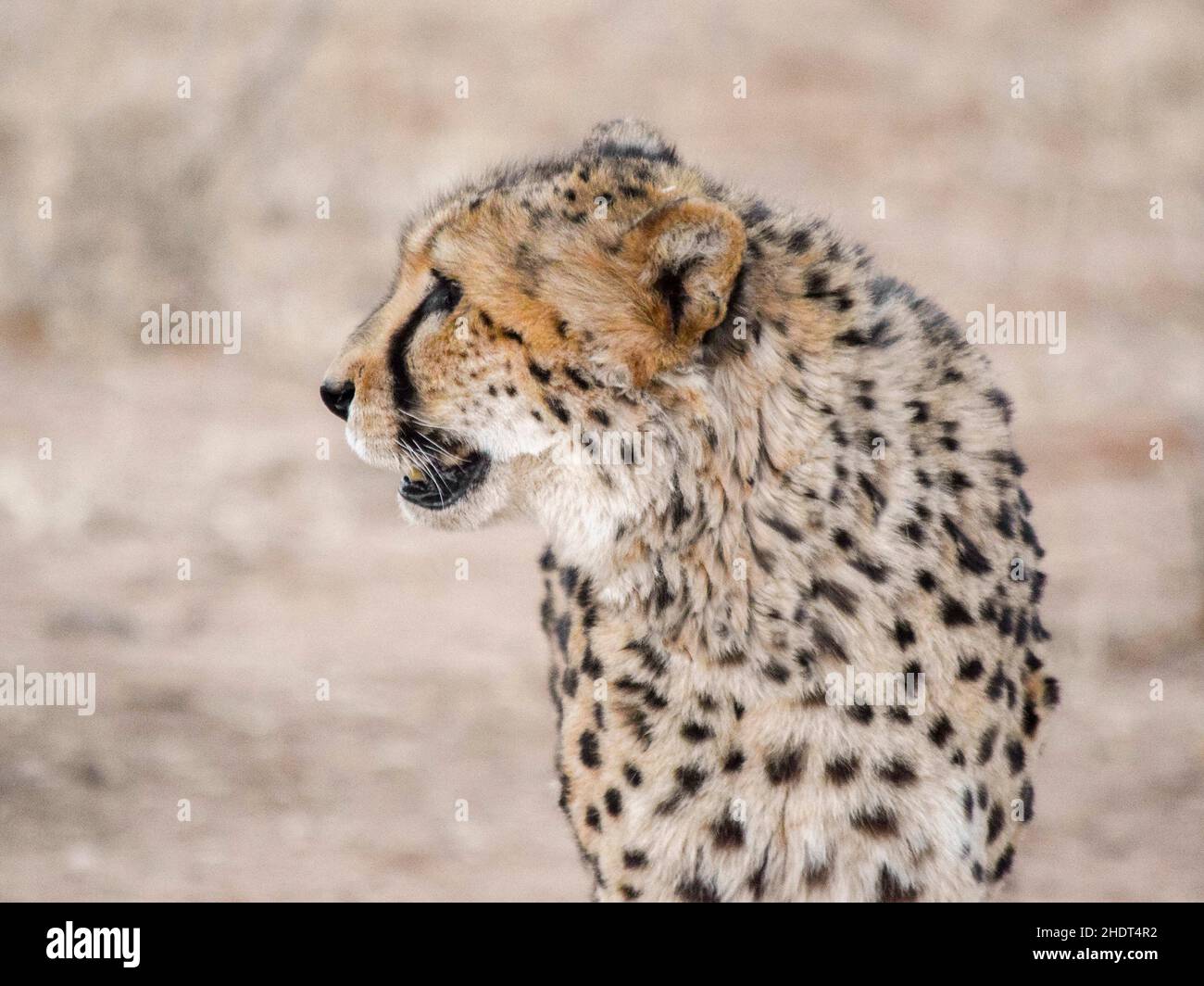 Cheetah colors hi-res stock photography and images - Alamy