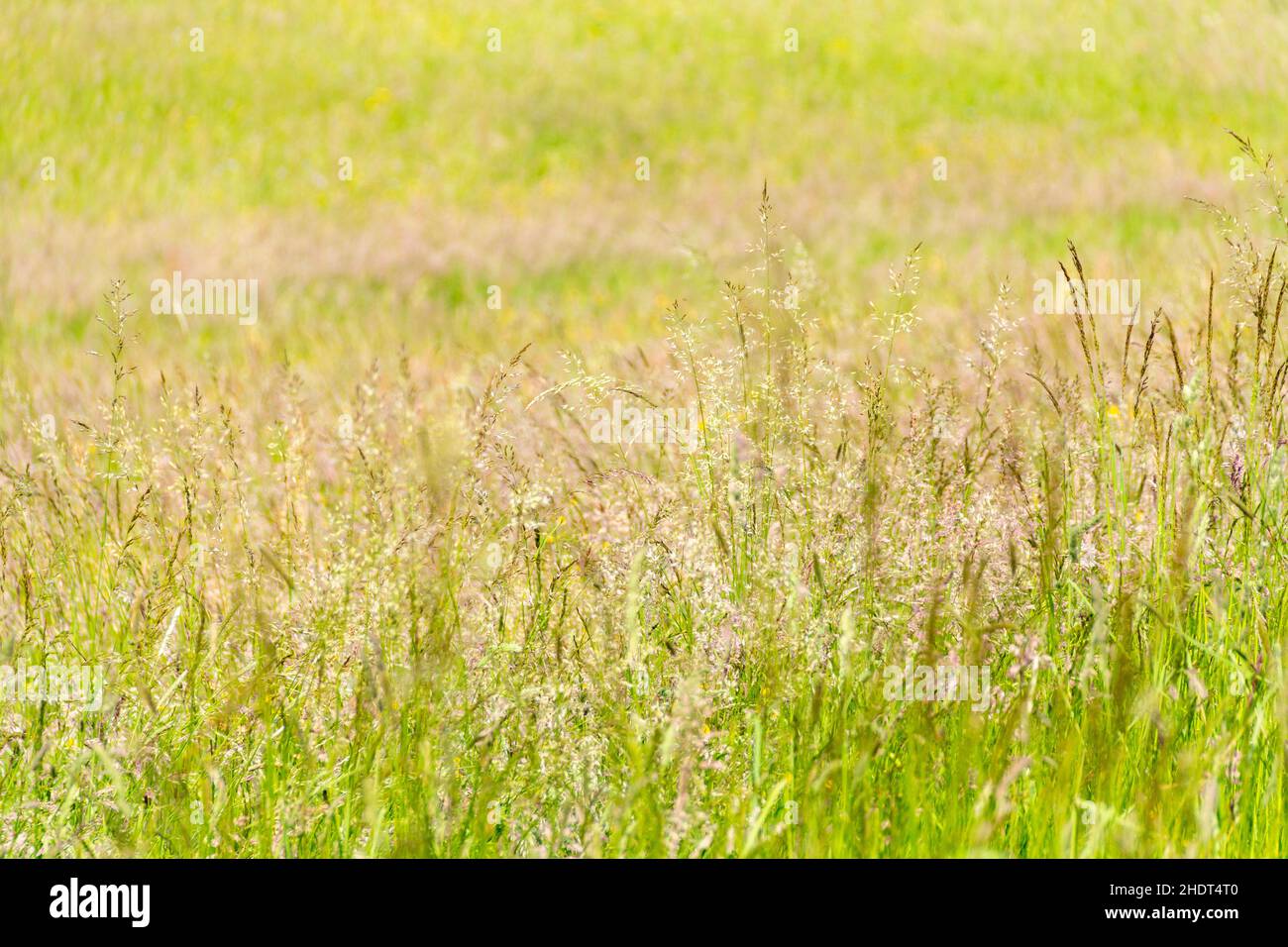 meadow, grasses, meadows Stock Photo - Alamy