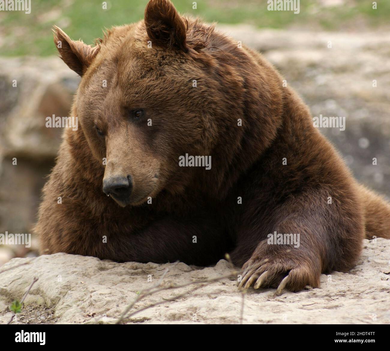 brown bear, brown bears Stock Photo - Alamy