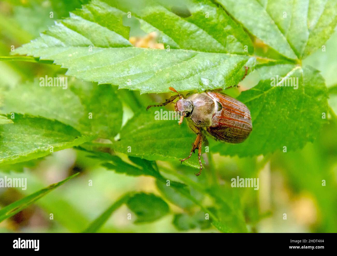 Cockchafer beetles hi-res stock photography and images - Alamy
