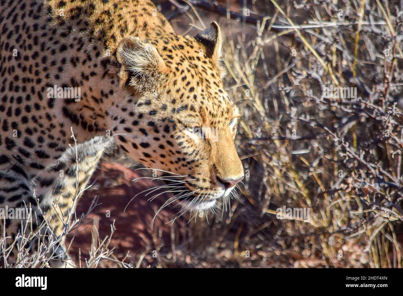 leopard, display boards Stock Photo - Alamy