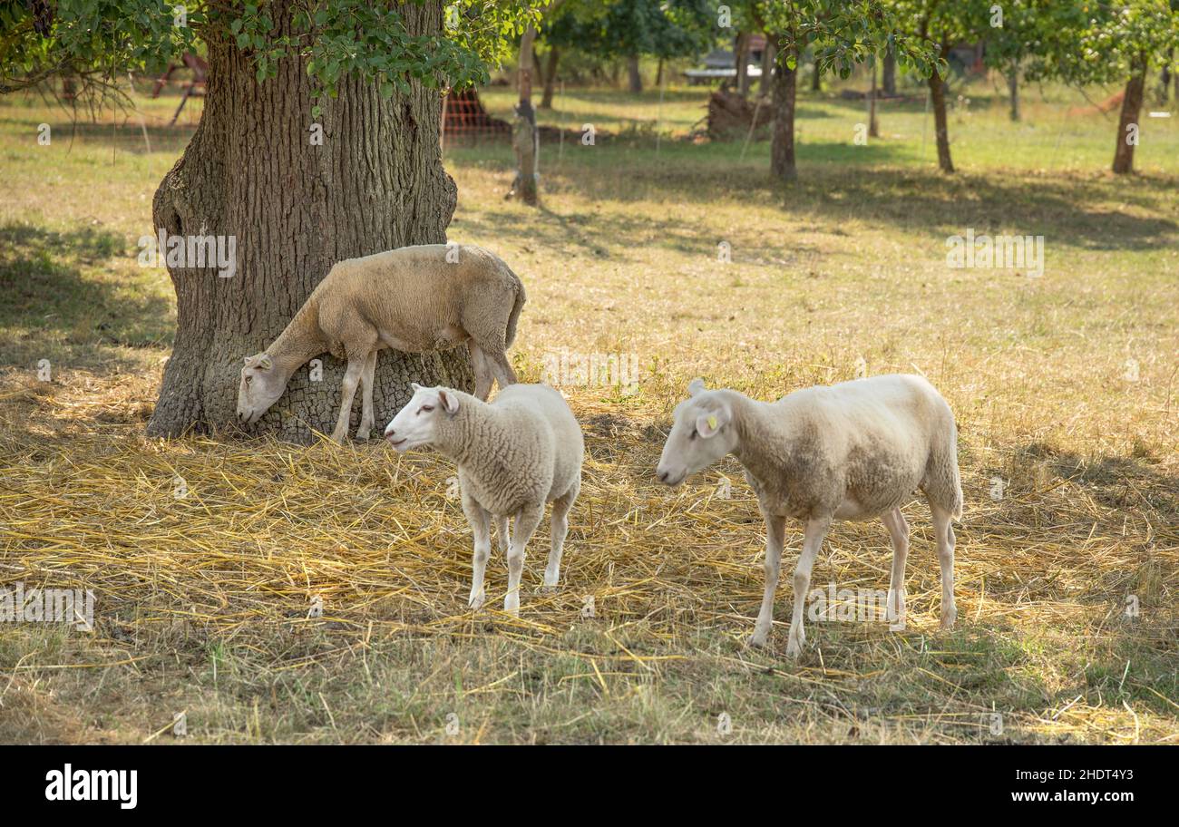 Sheep and shadows hi-res stock photography and images - Alamy