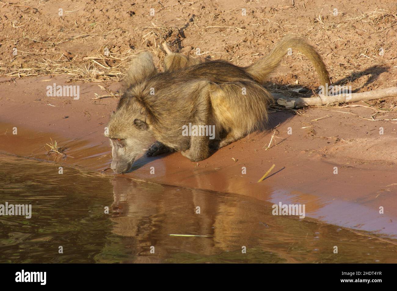 drinking, baboon, to drink, baboons Stock Photo - Alamy