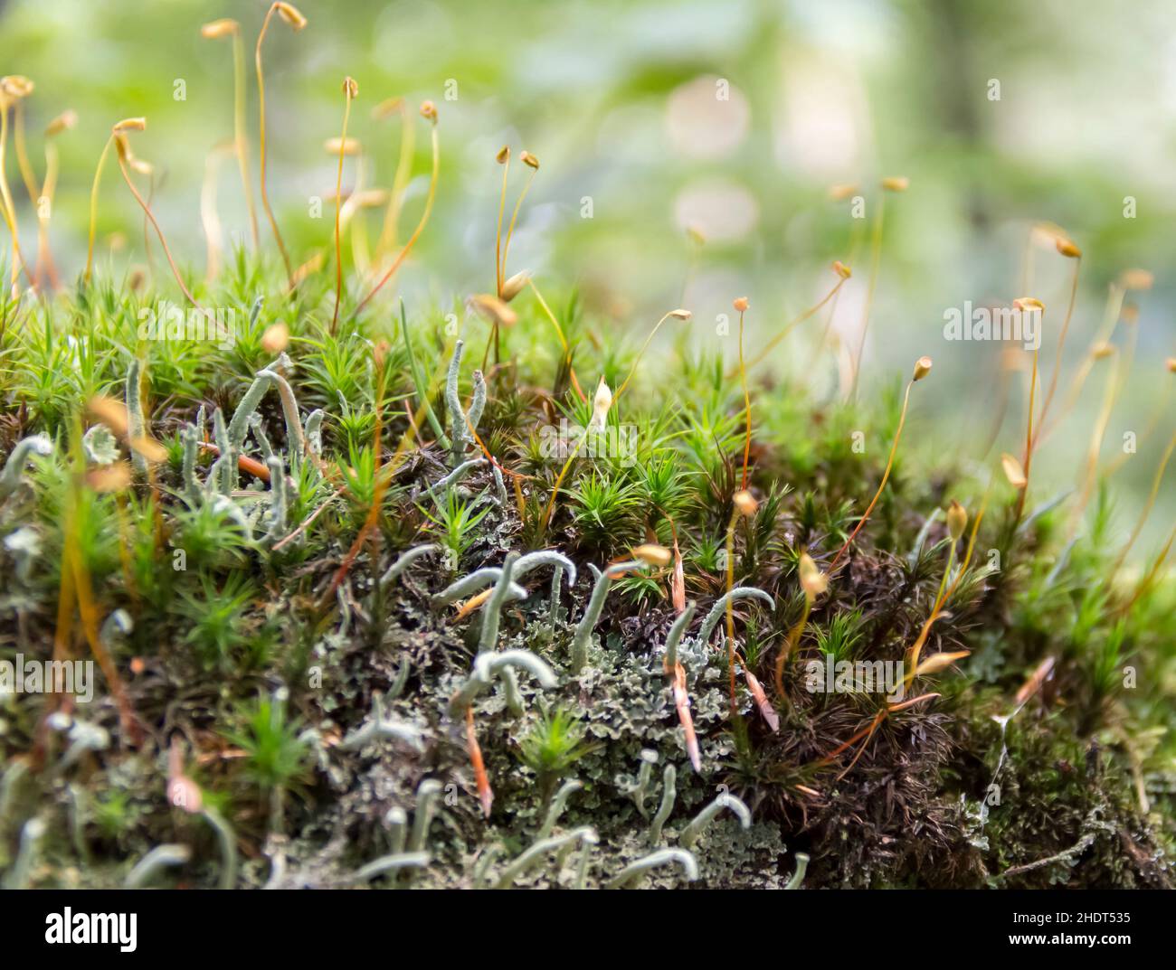 moss, spore, mosses, spores Stock Photo - Alamy