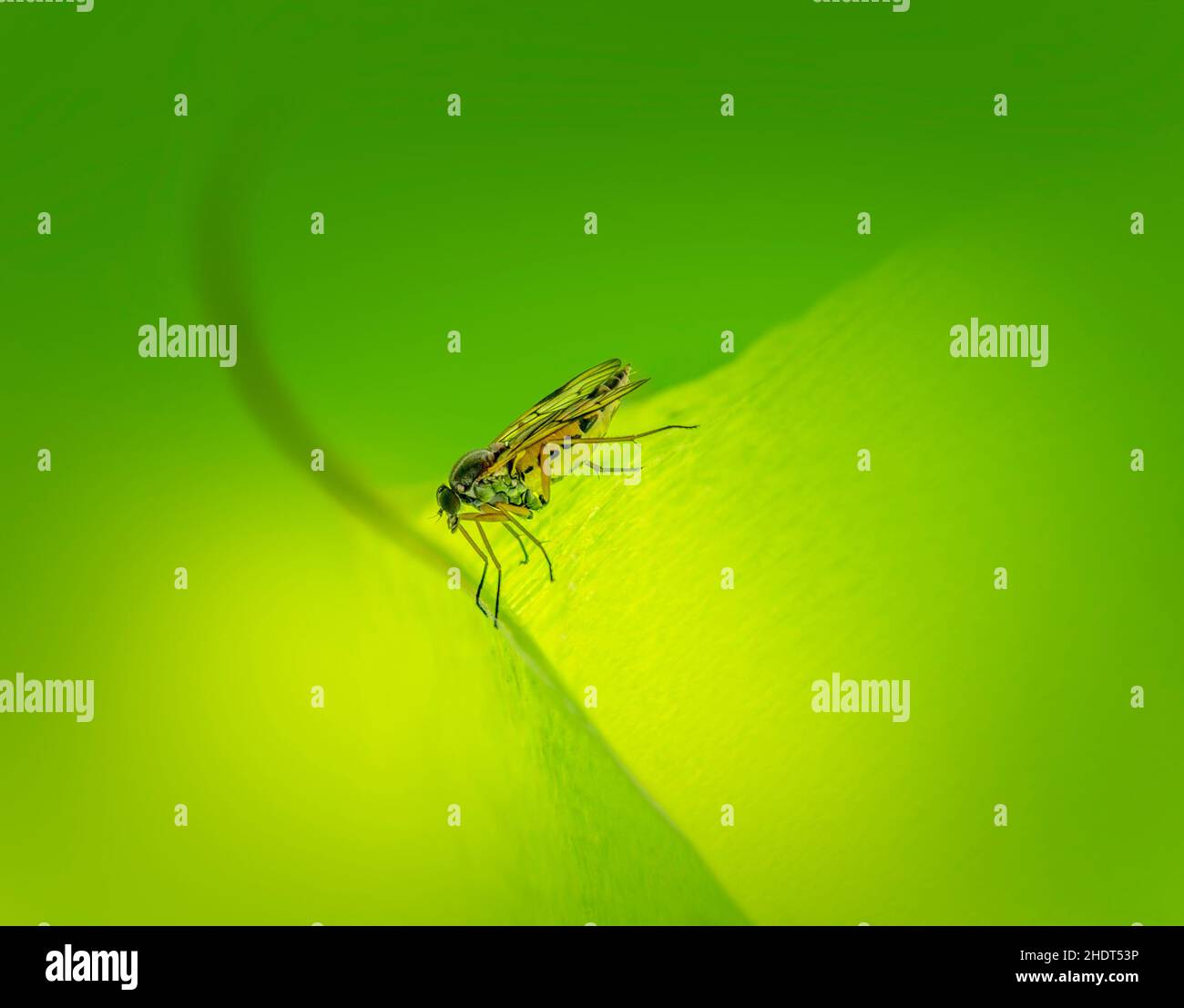 Snipe Flies High Resolution Stock Photography and Images - Alamy