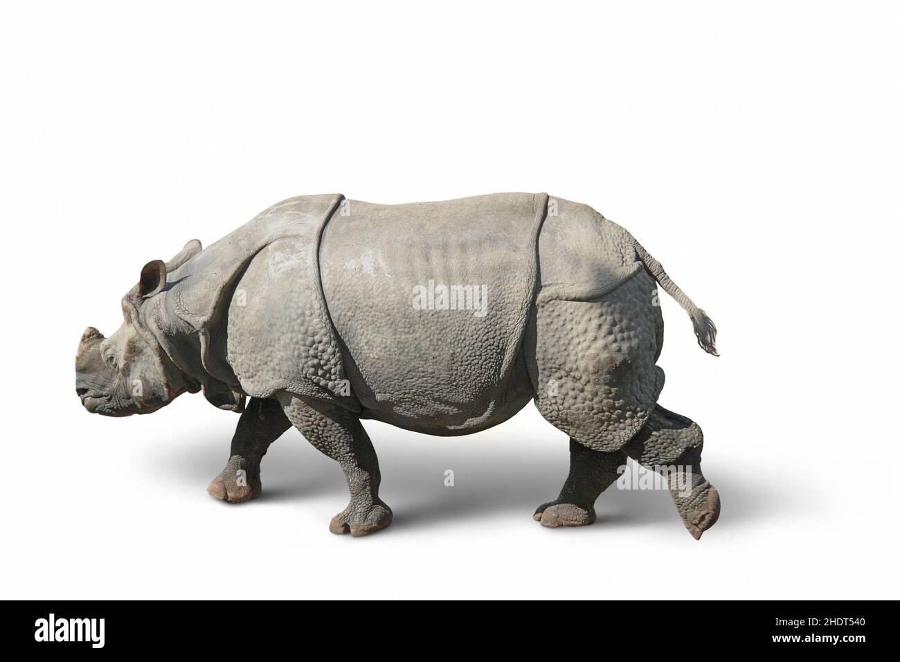 Rhino side view Cut Out Stock Images & Pictures - Alamy