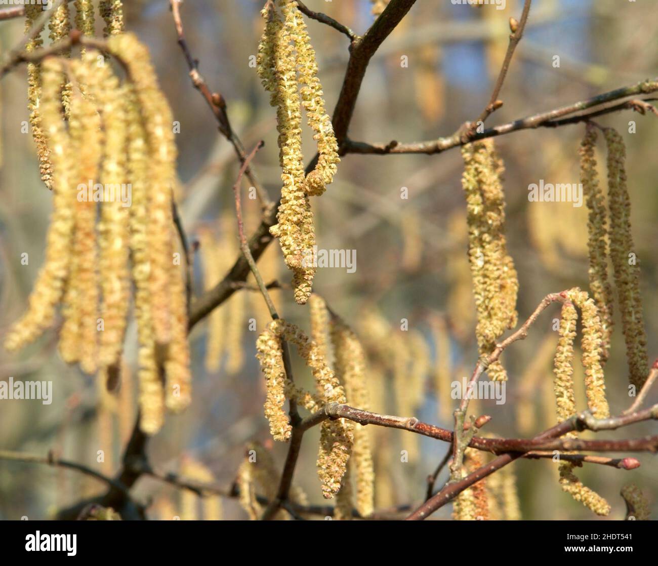 Flowering catkins hi-res stock photography and images - Alamy
