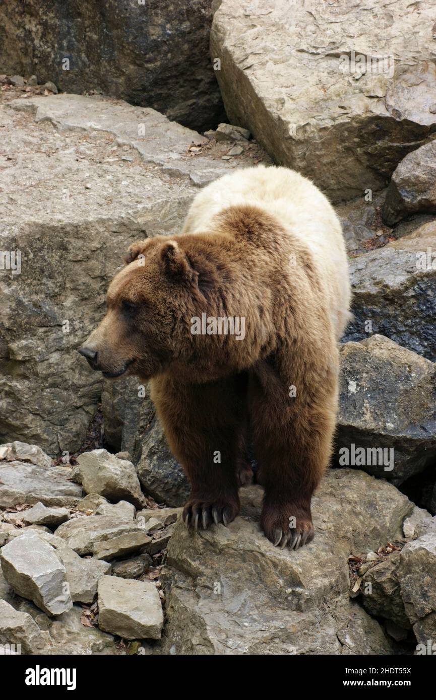brown bear, brown bears Stock Photo - Alamy