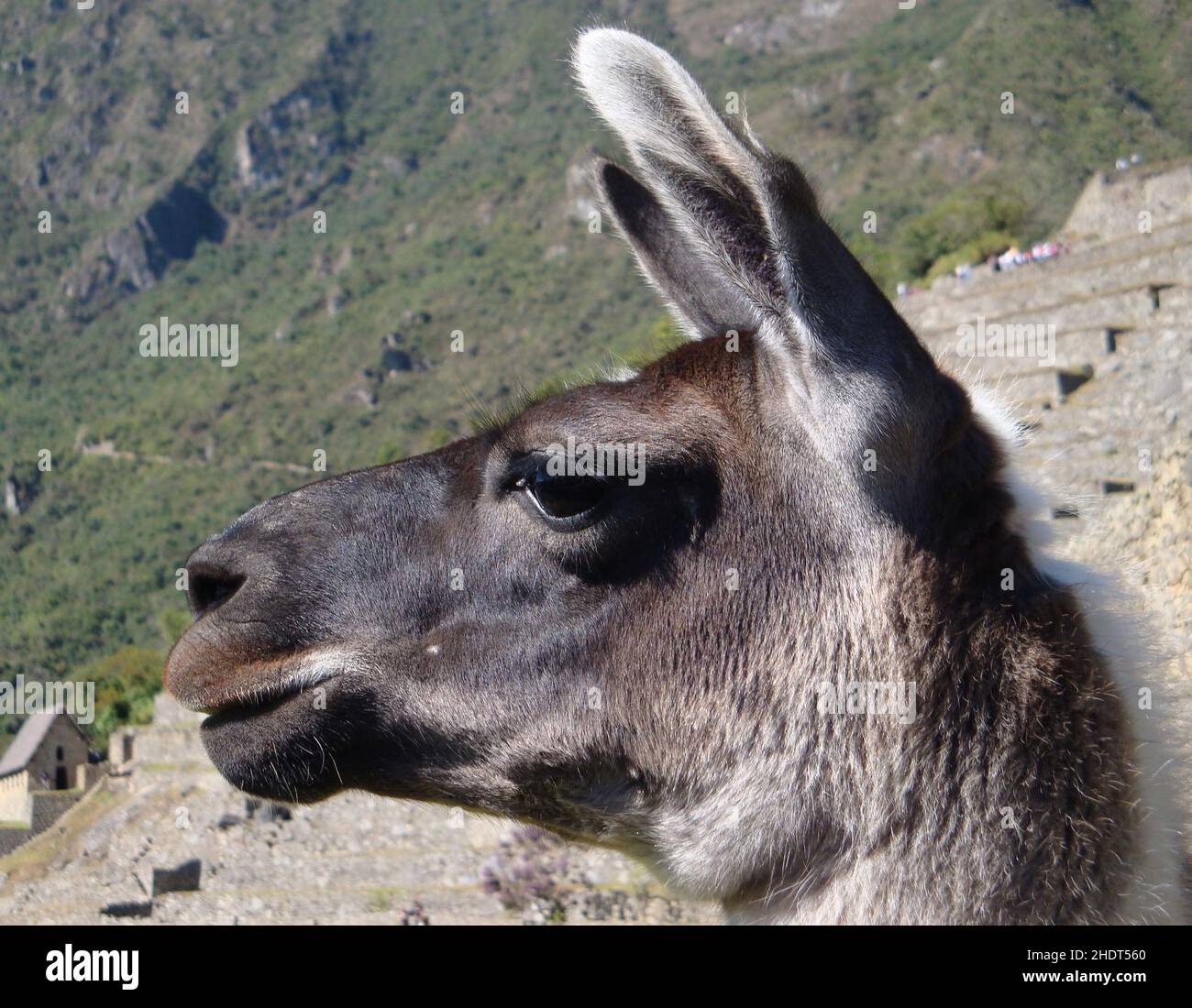 Camels side views hi-res stock photography and images - Alamy