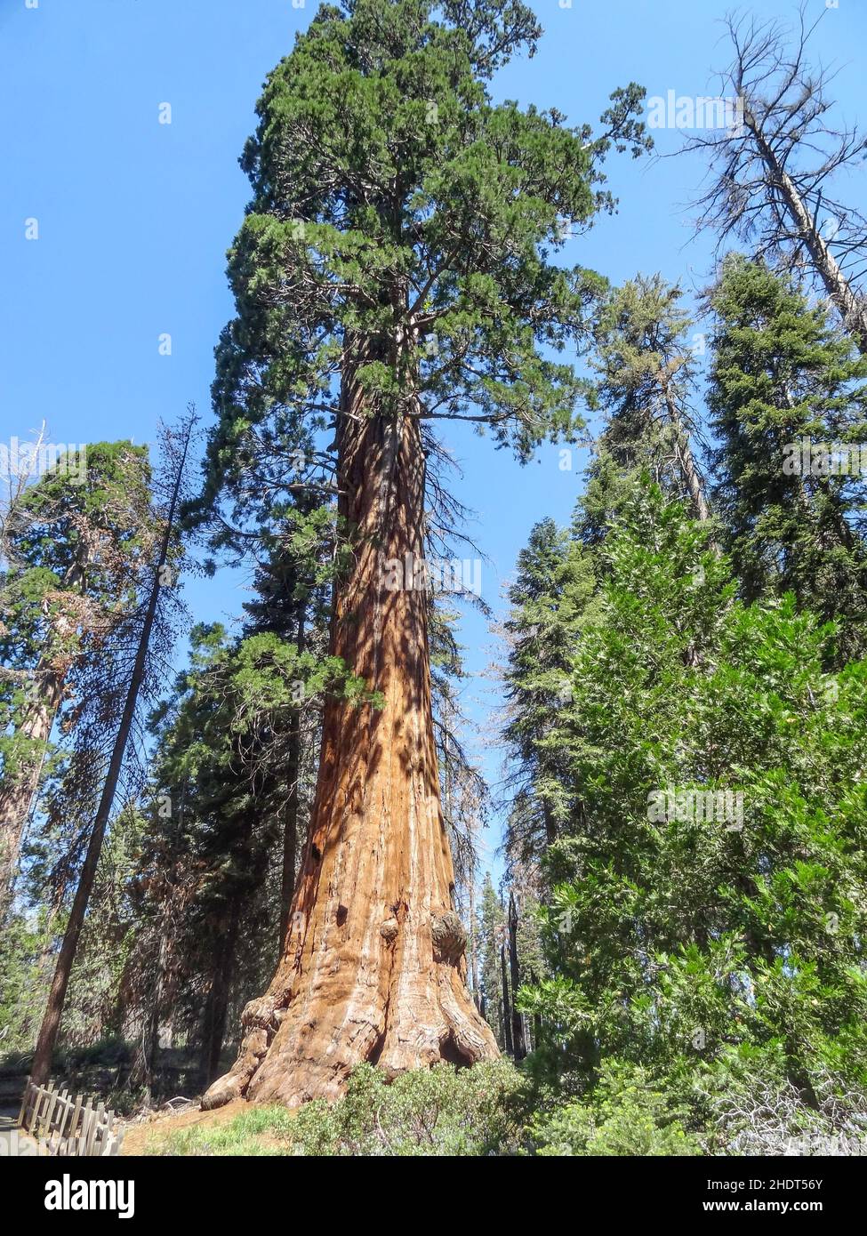 giant sequoia, giant sequoias Stock Photo - Alamy