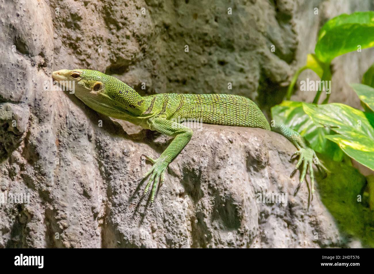 emerald tree monitor Stock Photo - Alamy