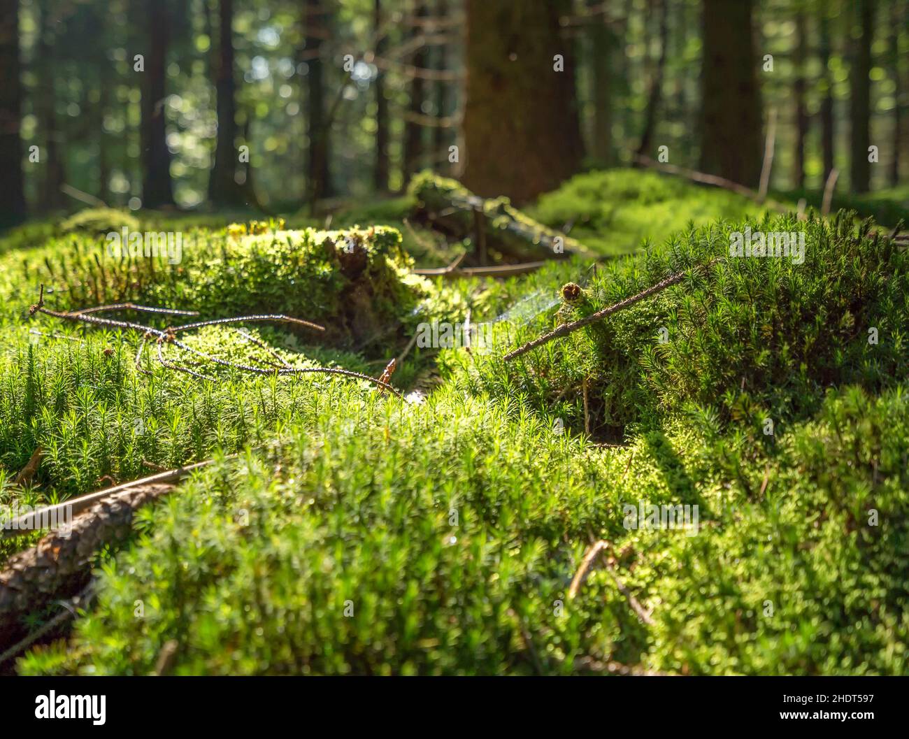 moss, forest, mosses, forests, wood, woodland, woods Stock Photo - Alamy