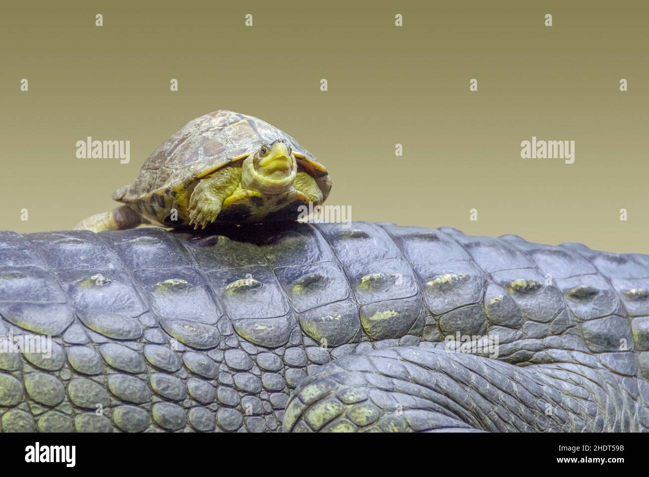 turtle, crocodile, turtles, alligator, alligators, crocodiles Stock ...