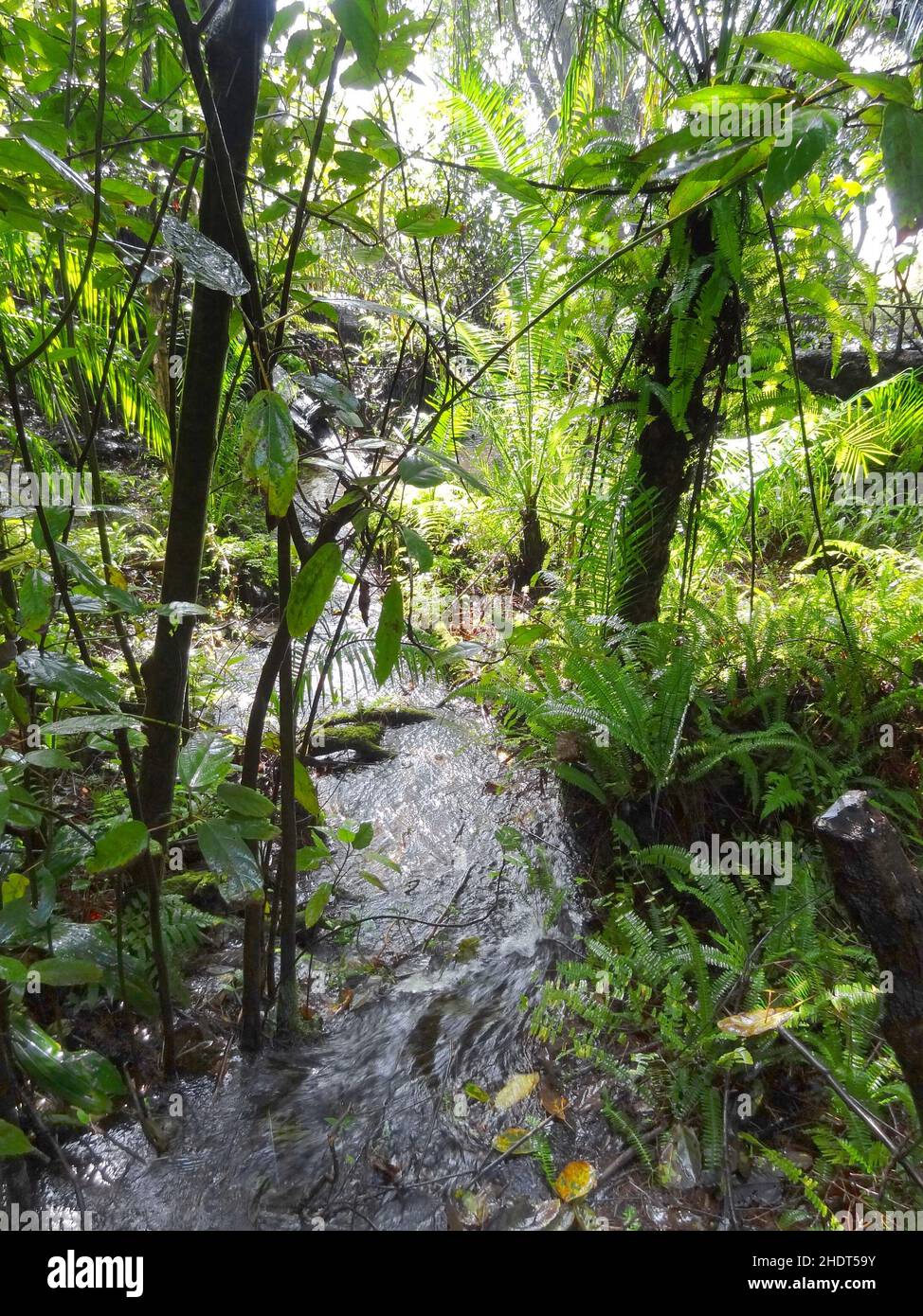 stream, rainforest, ditch, streams, jungle, rainforests Stock Photo - Alamy