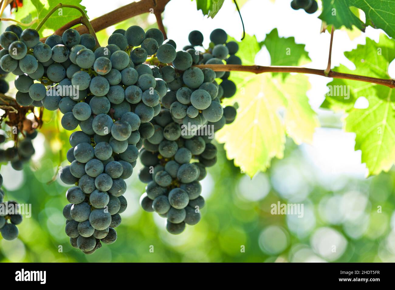 grape, red grapes, grapes, red grape Stock Photo - Alamy