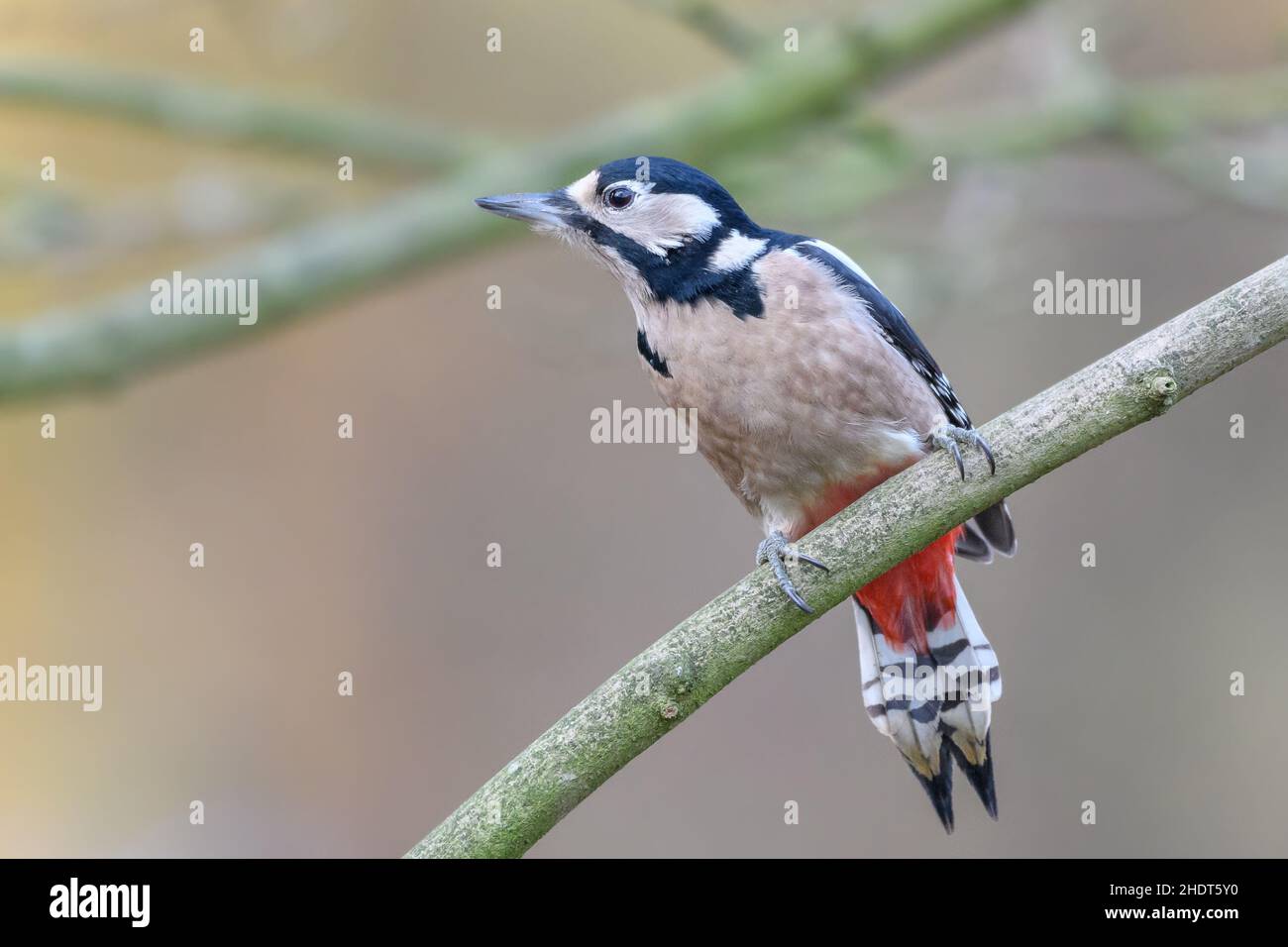 Woodpecker front view hi-res stock photography and images - Alamy