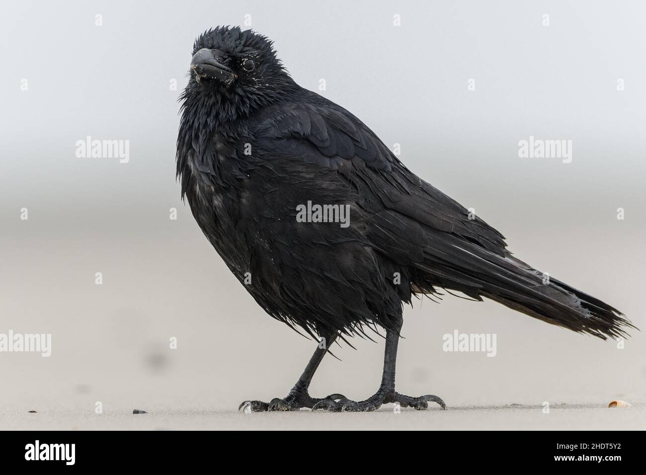 Camera crow hi-res stock photography and images - Alamy