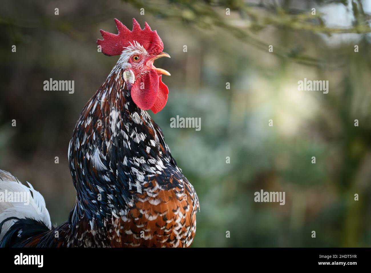 rooster, crow, roosters, crows Stock Photo - Alamy