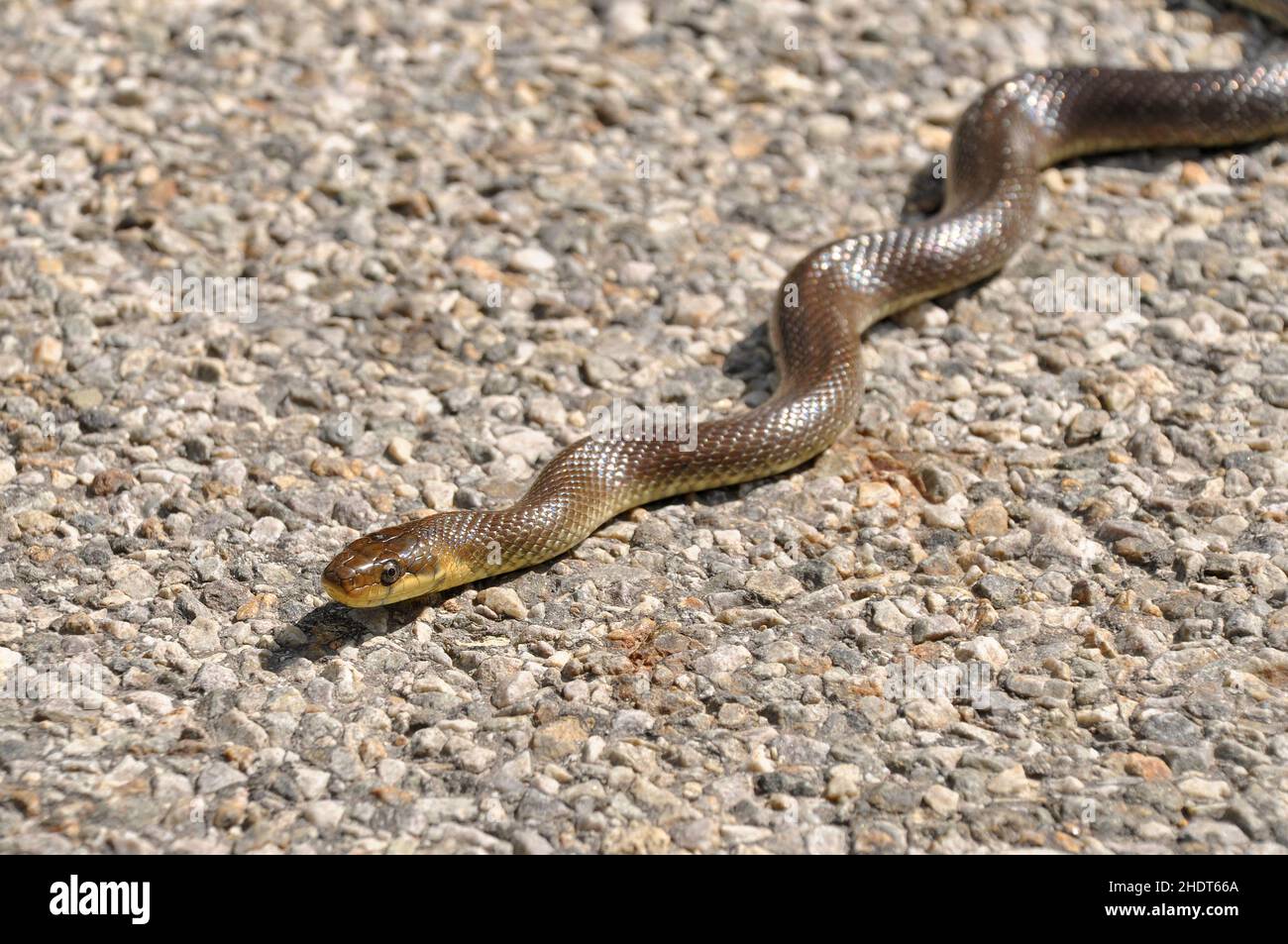 snake, colubrid, Aesculapian snake, snakes, colubrids Stock Photo - Alamy