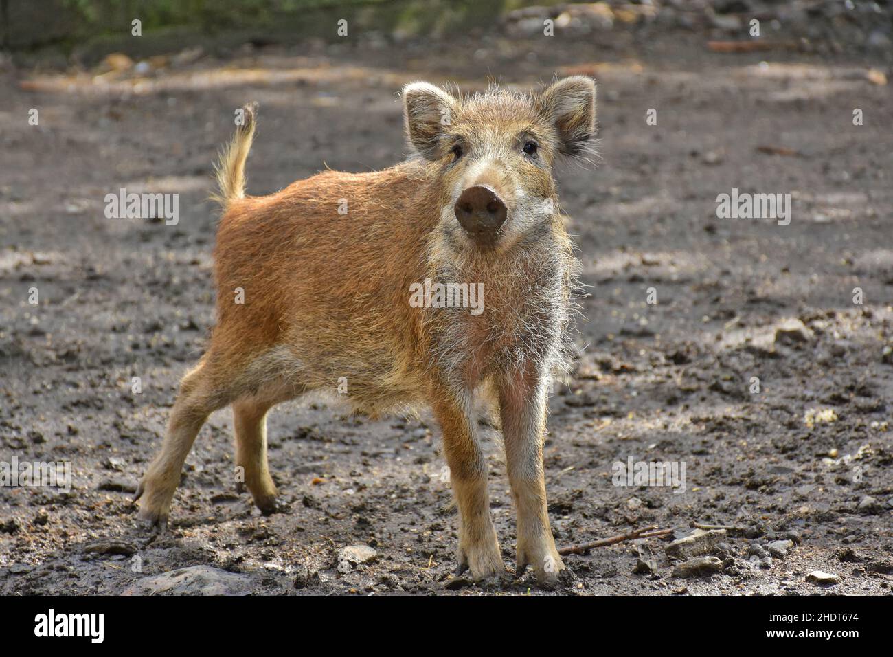 piglet, wild boar, piglets, wild boars Stock Photo - Alamy