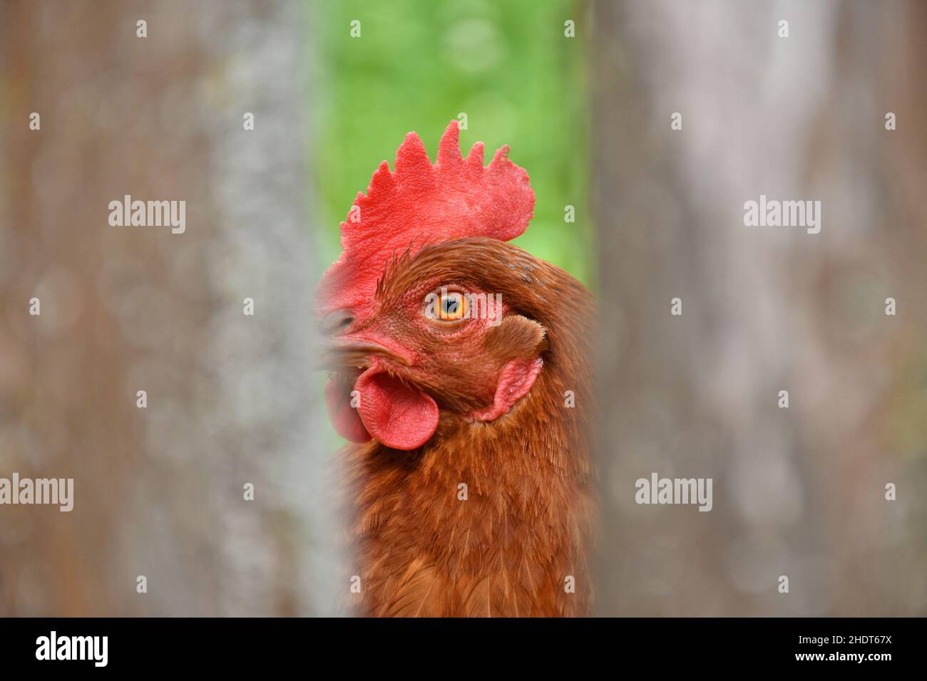 Chickens fence hi-res stock photography and images - Alamy