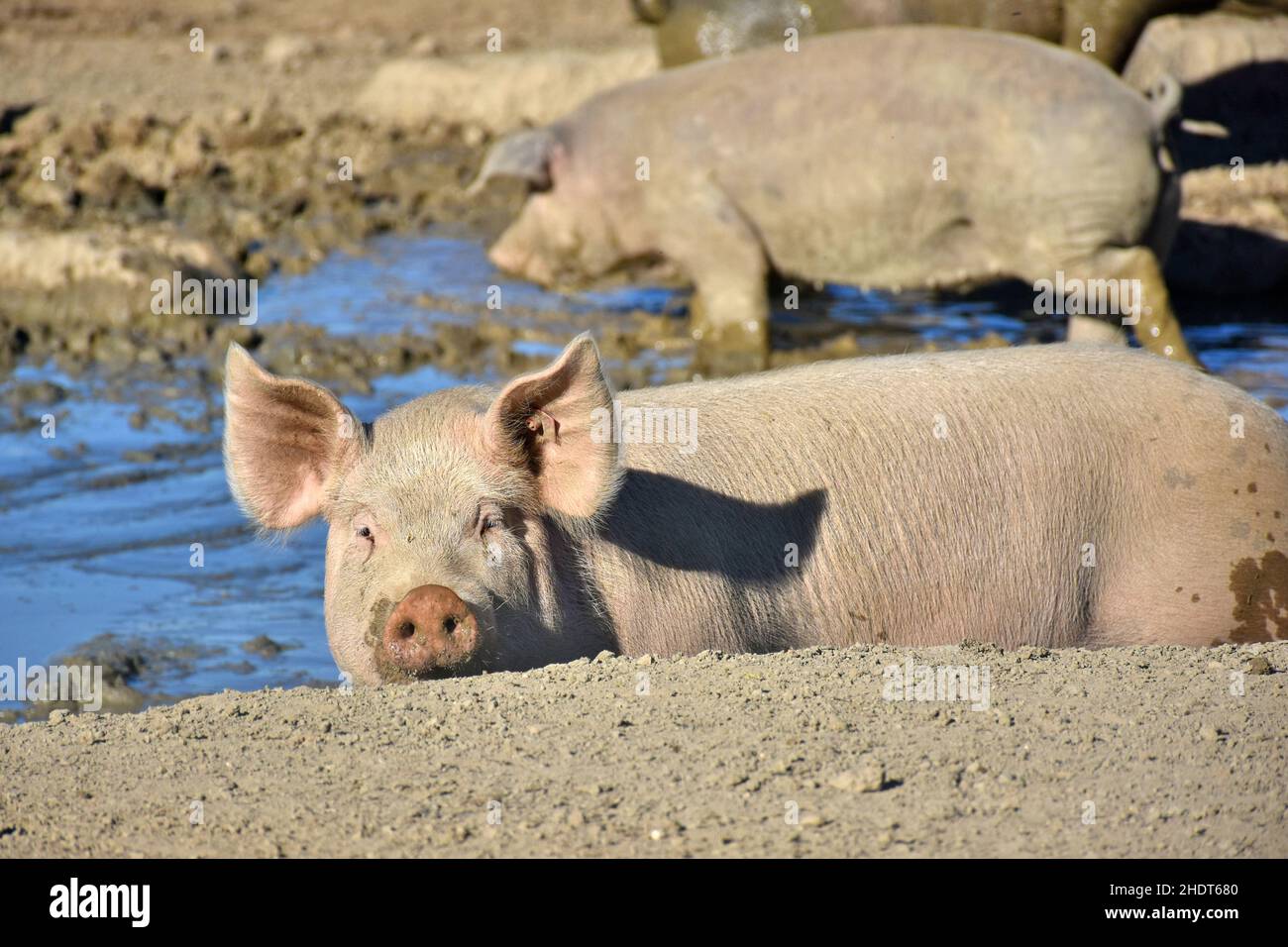 domestic pig, wallow, domestic pigs, wallows Stock Photo - Alamy
