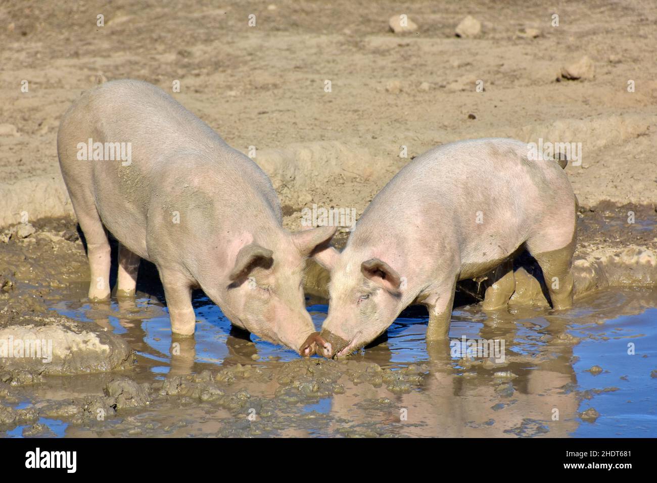 livestock, pig, livestocks, pigs Stock Photo - Alamy