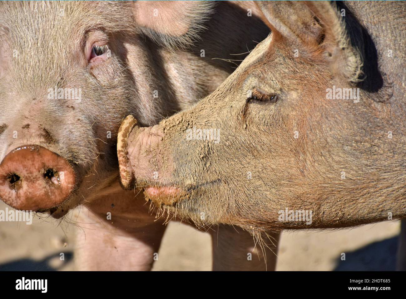 2 pigs hi-res stock photography and images - Alamy