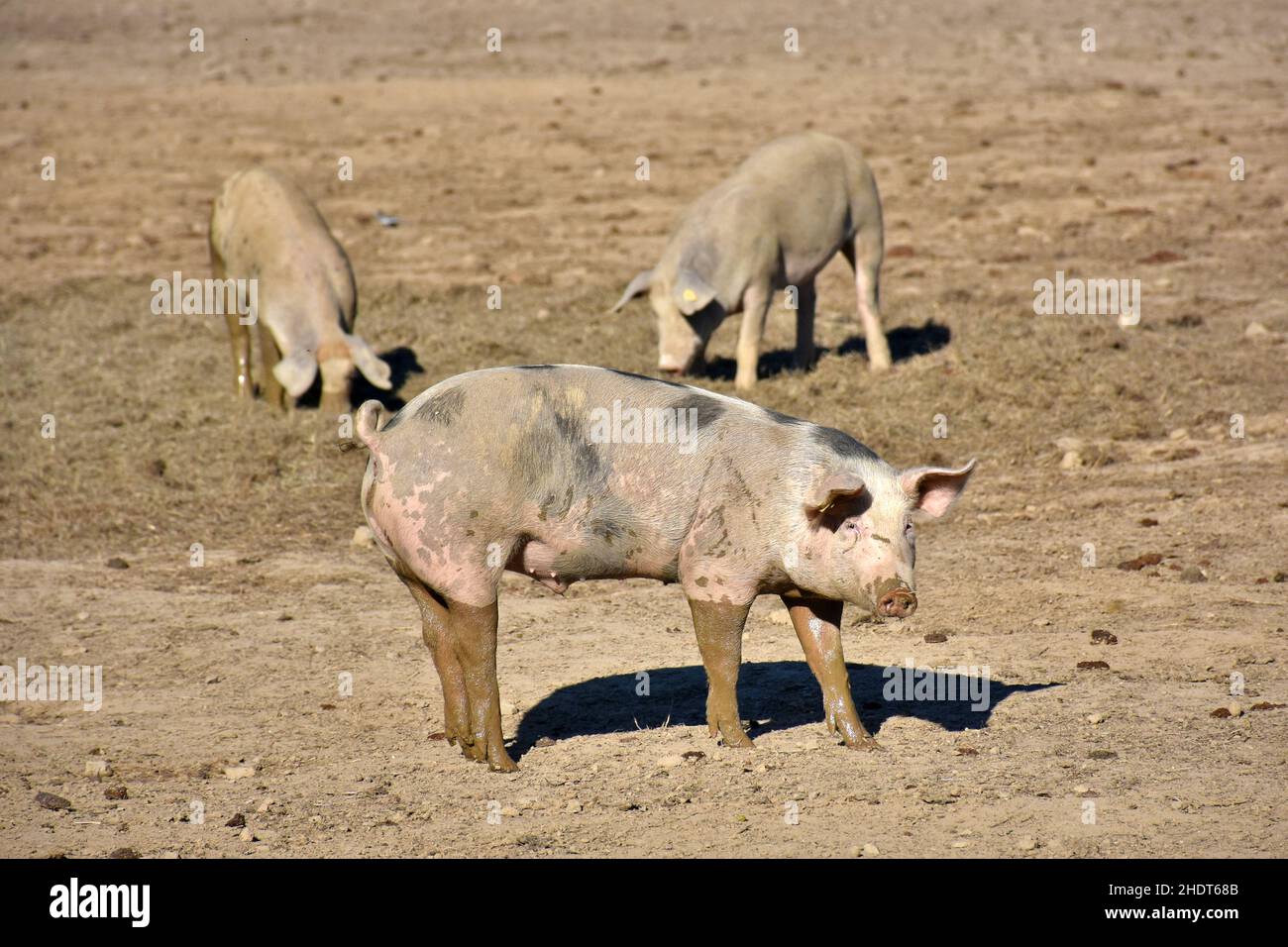 livestock, pig, livestocks, pigs Stock Photo - Alamy