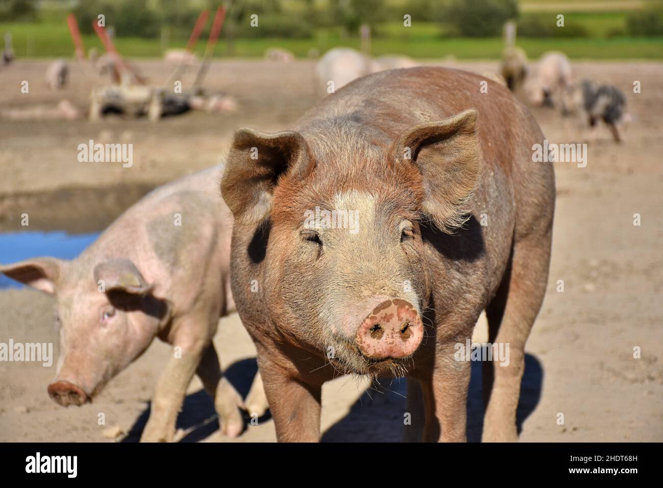 domestic pig, pig, domestic pigs, pigs Stock Photo - Alamy
