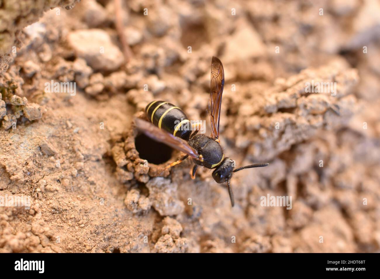 Vespidae wasps hi-res stock photography and images - Alamy