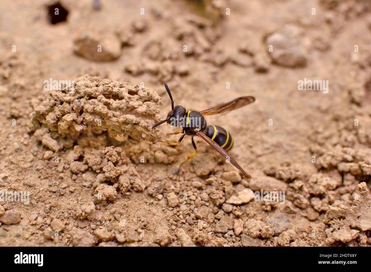 nesting, vespidae, vespidaes Stock Photo - Alamy