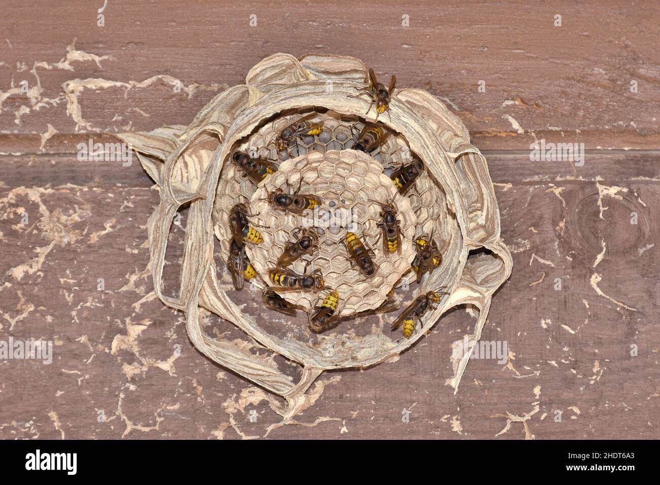 wasp, wasps nest, wasps, wasps nests Stock Photo - Alamy