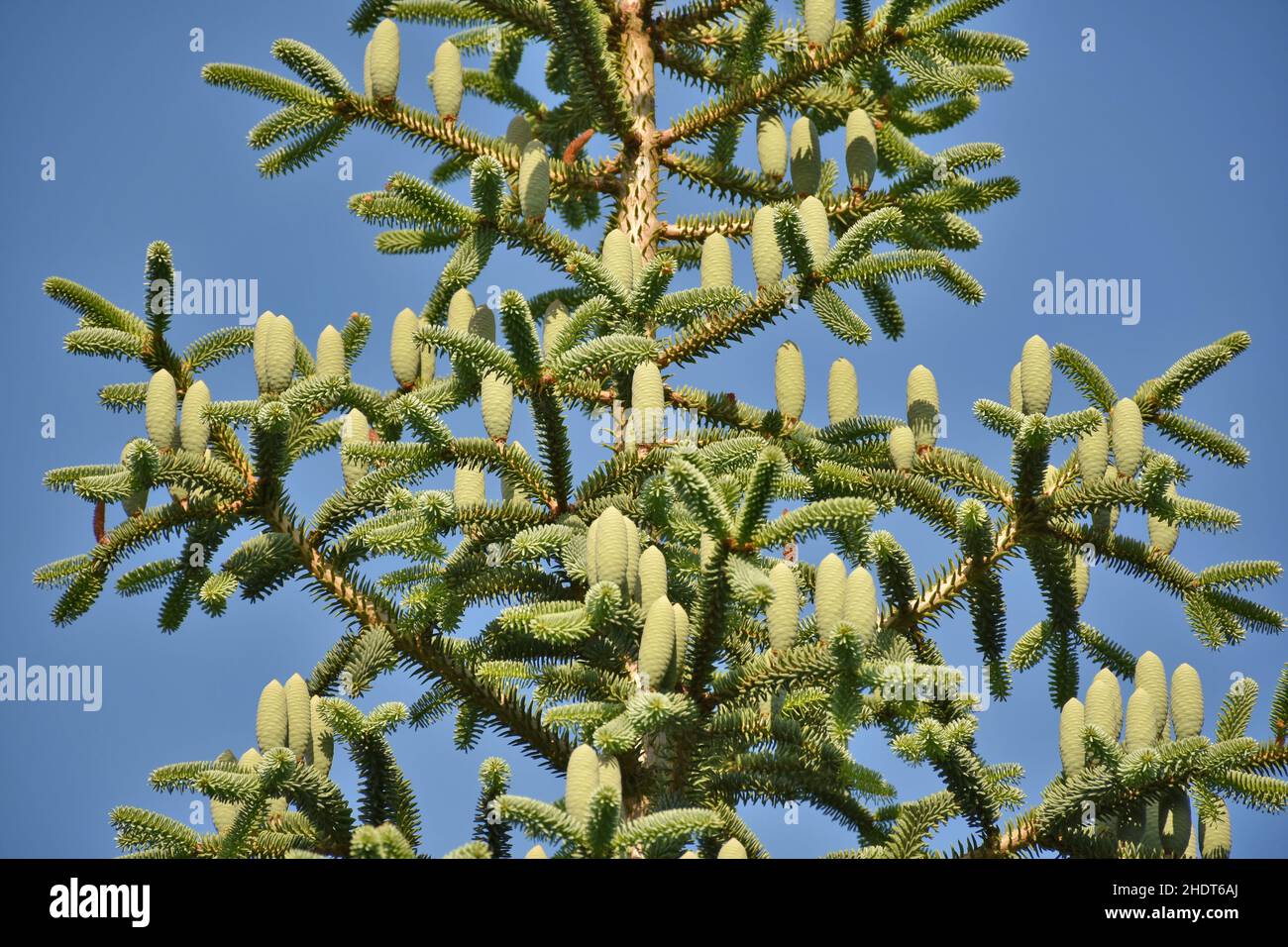 Spanish pine cone hi-res stock photography and images - Alamy