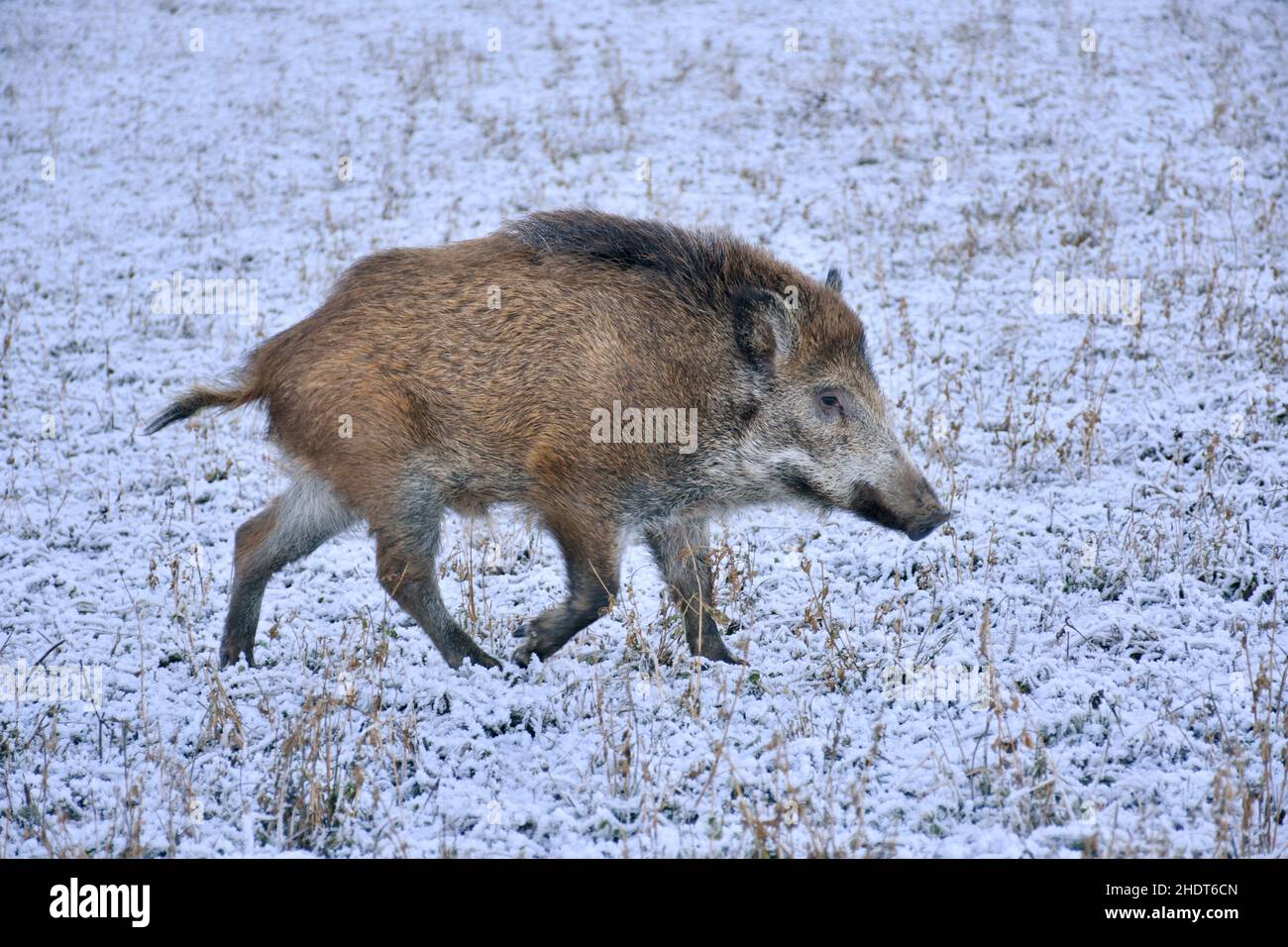 wild boar, wild boars Stock Photo - Alamy