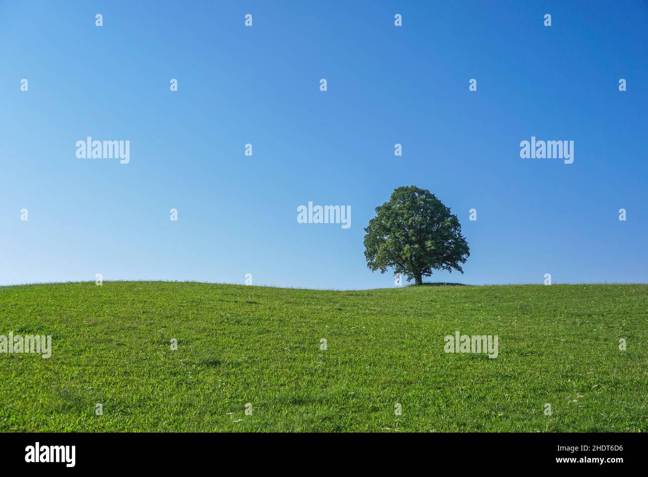 tree, meadow, trees, meadows Stock Photo - Alamy