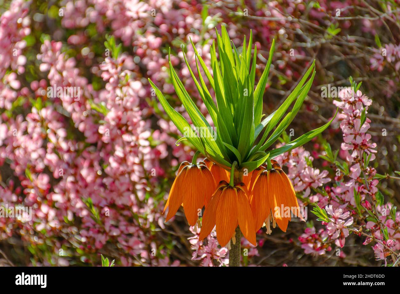 imperial crown, imperial crowns Stock Photo - Alamy
