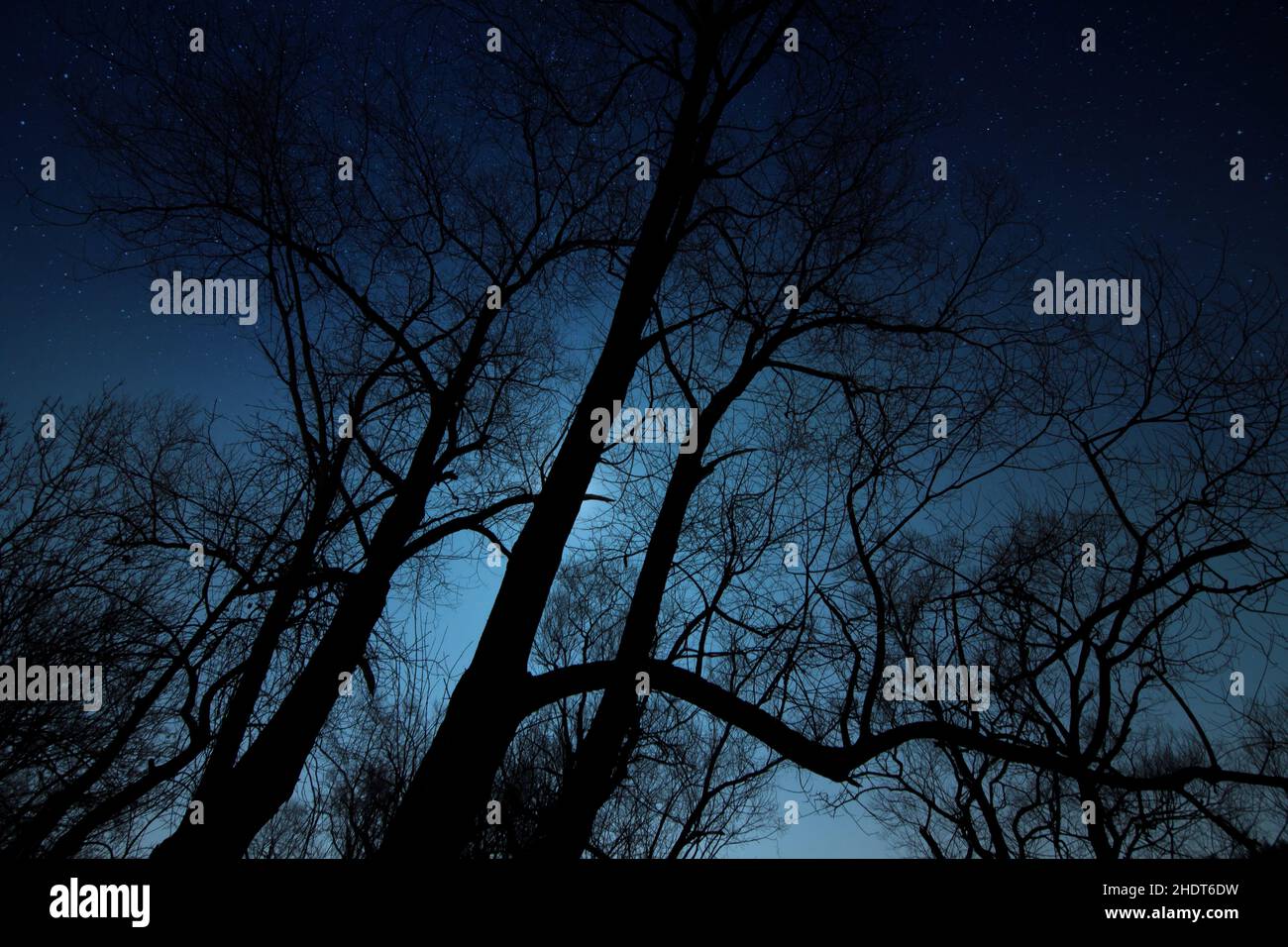 trees, night sky, tree, night skies Stock Photo - Alamy