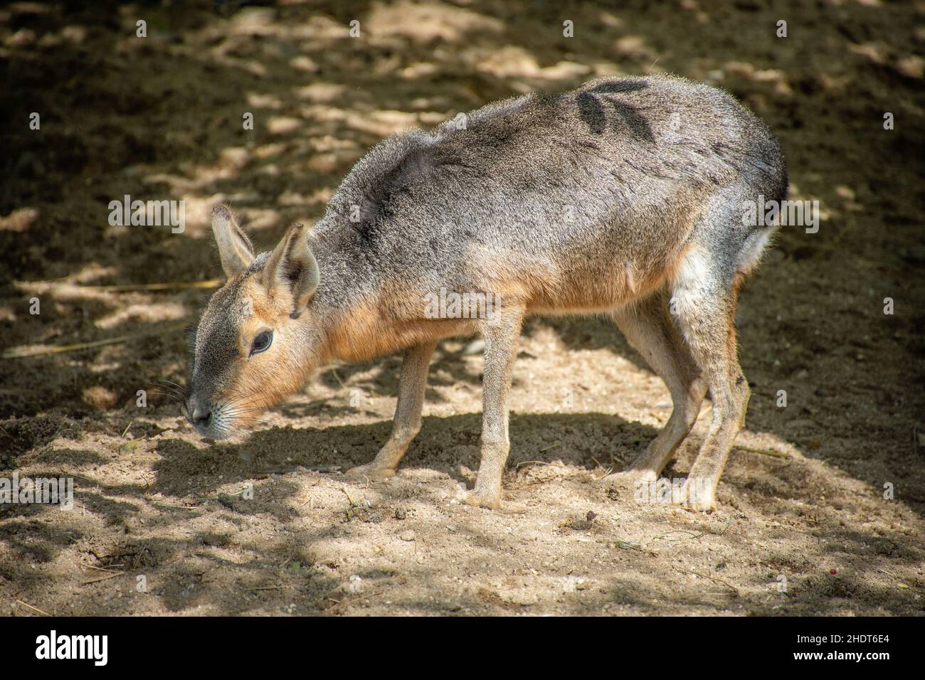 maras, patagonian mara, patagonian maras Stock Photo - Alamy