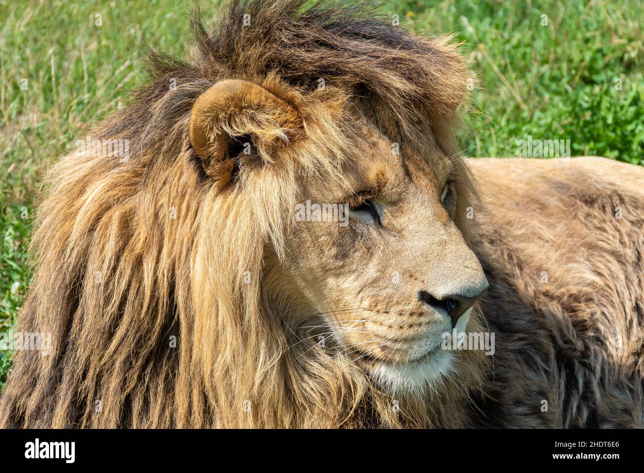 Lion Lion s Mane Leo Lions Stock Photo Alamy