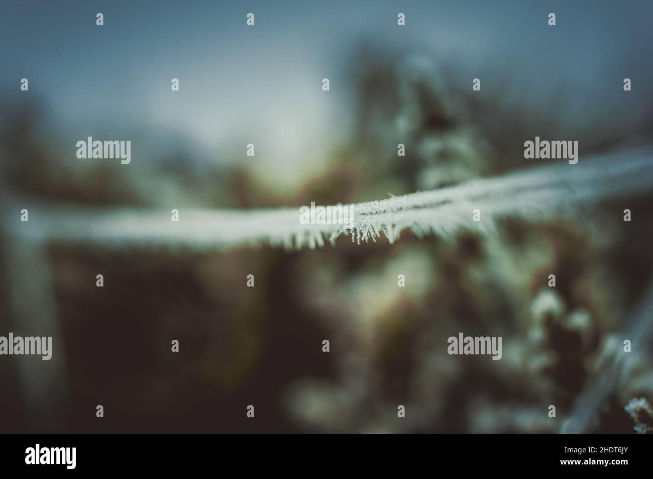 spider web, ice crystal, spider webs, ice crystals Stock Photo - Alamy
