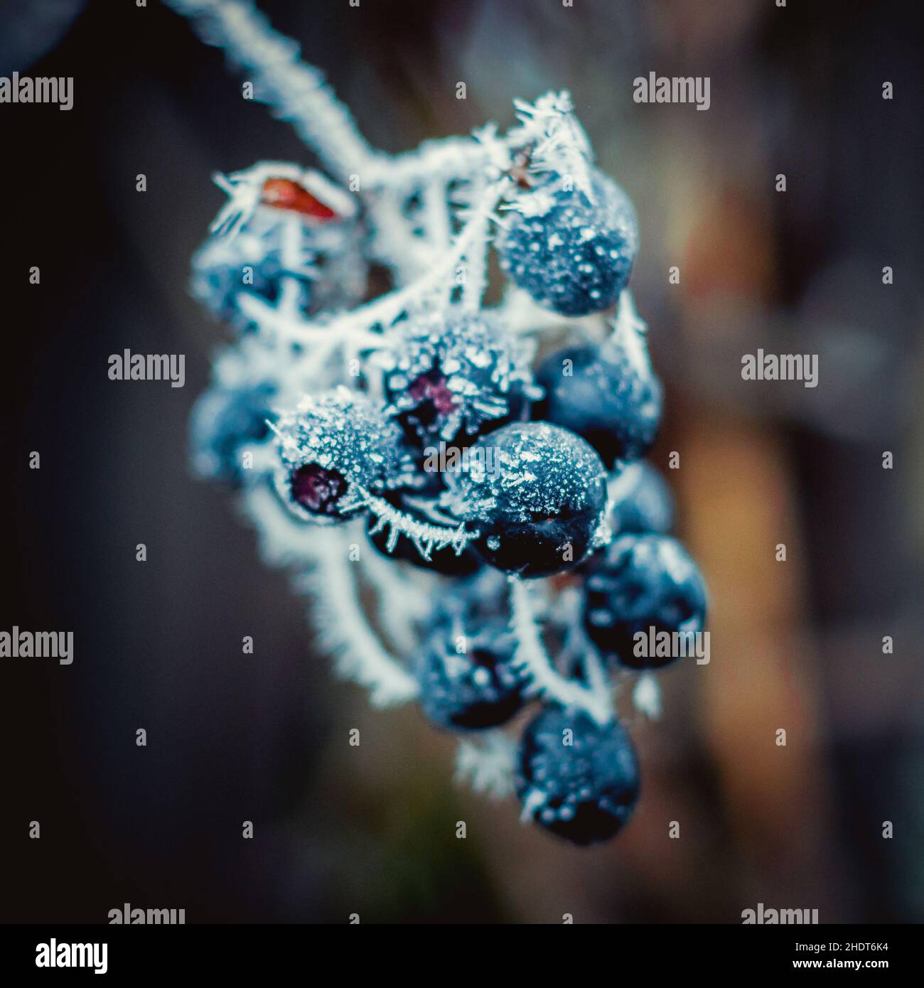 Berry frost hi-res stock photography and images - Alamy